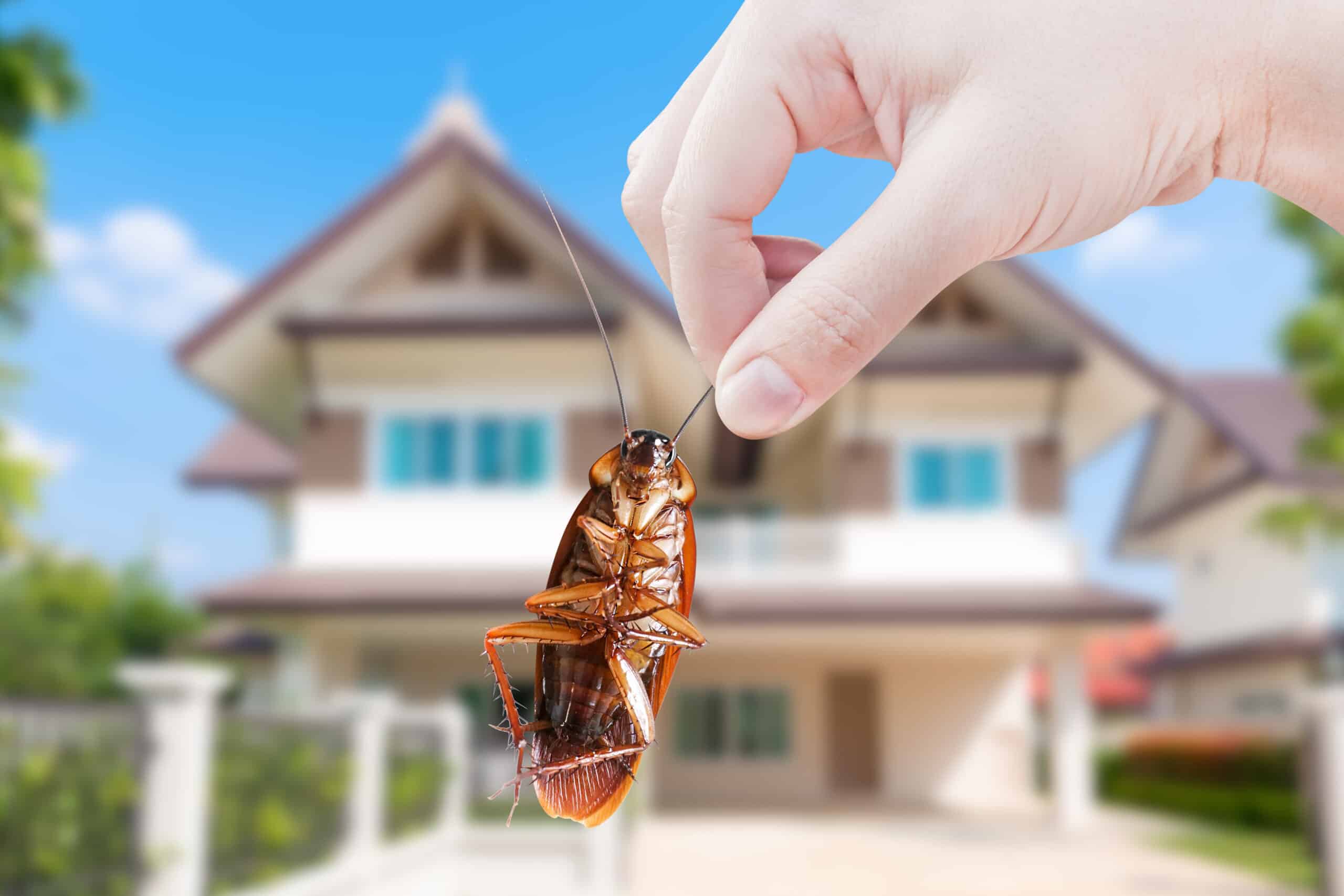 Signs of Cockroach Infestation - Turin Pest Control Signs You Have a ...