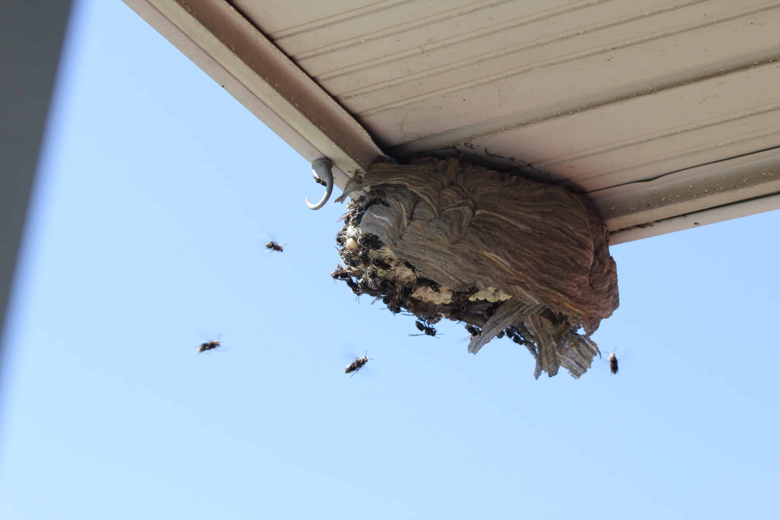 Identify the Differences Between Wasps and Hornets | Turin Pest Control